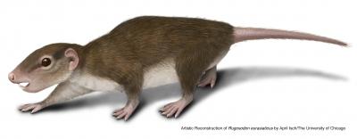 Ancient Mammal Set the Stage for Modern Roden | EurekAlert!