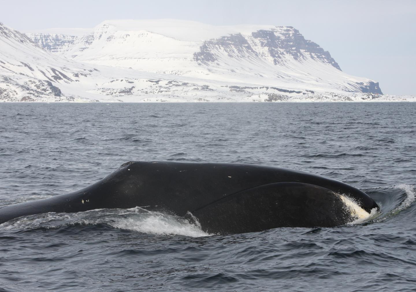 Bowhead Whale [IMAGE] | EurekAlert! Science News Releases