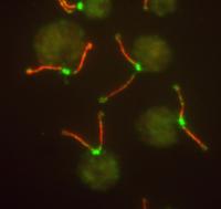 Green Algae Genome Gives History Lesson (6 of | EurekAlert!