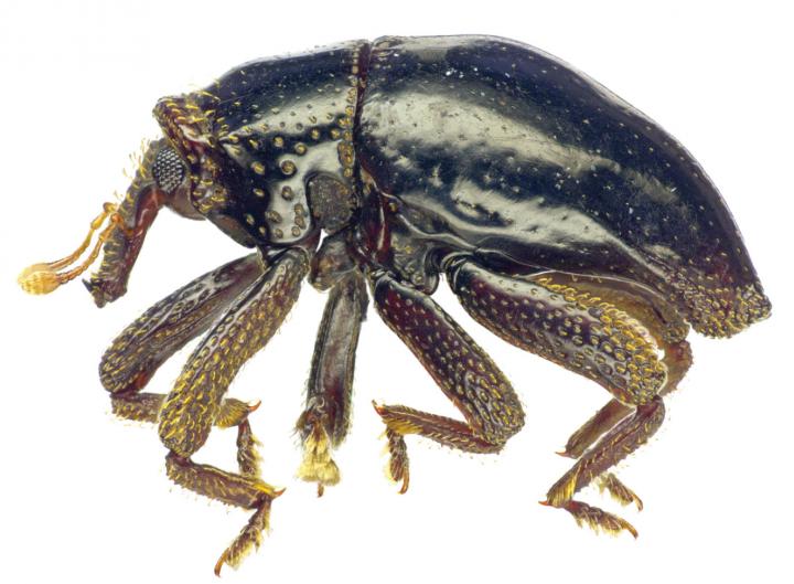 Flightless Beetle Species [IMAGE] | EurekAlert! Science News Releases