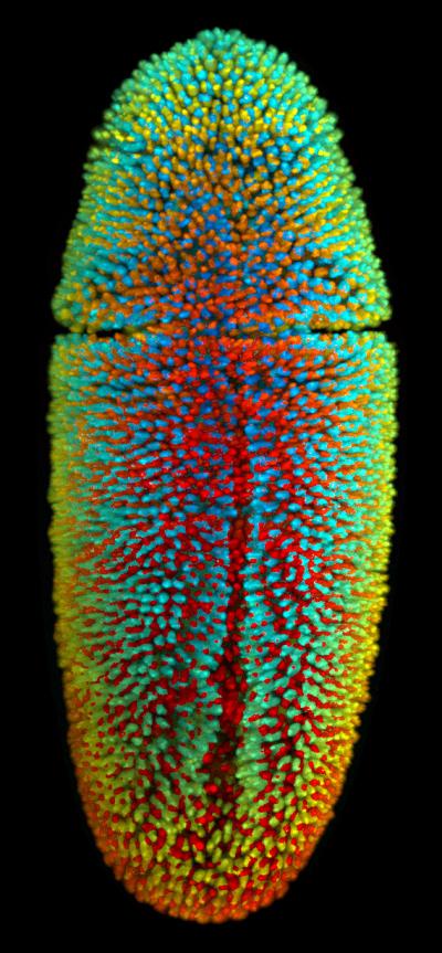 Special Issue: Developmental Biology (2 of 9) | EurekAlert!
