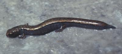 Thorius longicaudus [IMAGE] | EurekAlert! Science News Releases