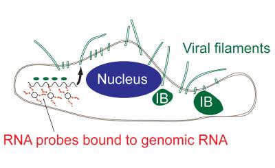 RSV Probe in Cell [IMAGE] | EurekAlert! Science News Releases