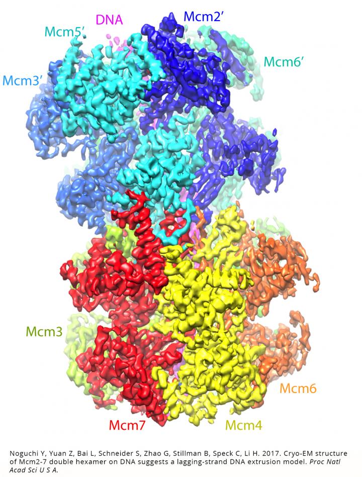 Cryo-EM reveals ignition mechanism for DNA re | EurekAlert!