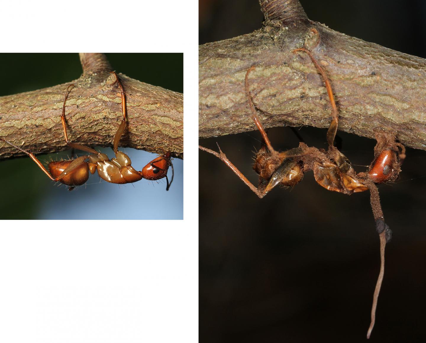 Two Ants [IMAGE] | EurekAlert! Science News Releases