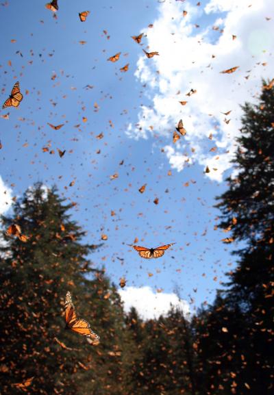 Migration -- A Double-Edged Sword for Infecti | EurekAlert!