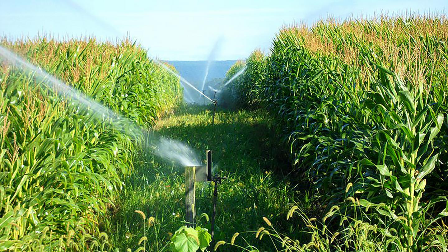 Corn Irrigation [IMAGE] | EurekAlert! Science News Releases
