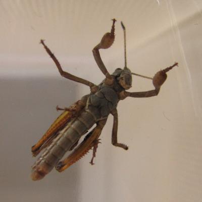 Siberian Locust [IMAGE] | EurekAlert! Science News Releases