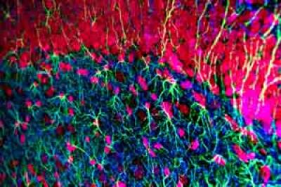 Mouse Neurons [IMAGE] | EurekAlert! Science News Releases