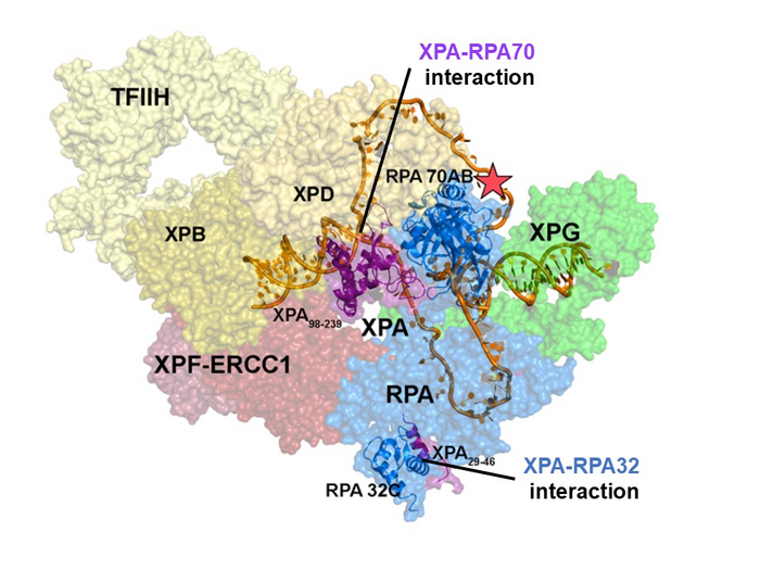 [Figure 2] Structure of the NE [IMAGE] | EurekAlert! Science News Releases