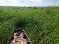 Genetic Adaptation Allows Rice to Survive Lon | EurekAlert!