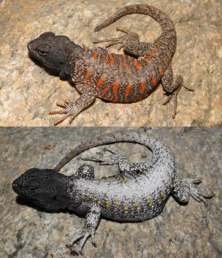 Liolaemus nigriceps [IMAGE] | EurekAlert! Science News Releases