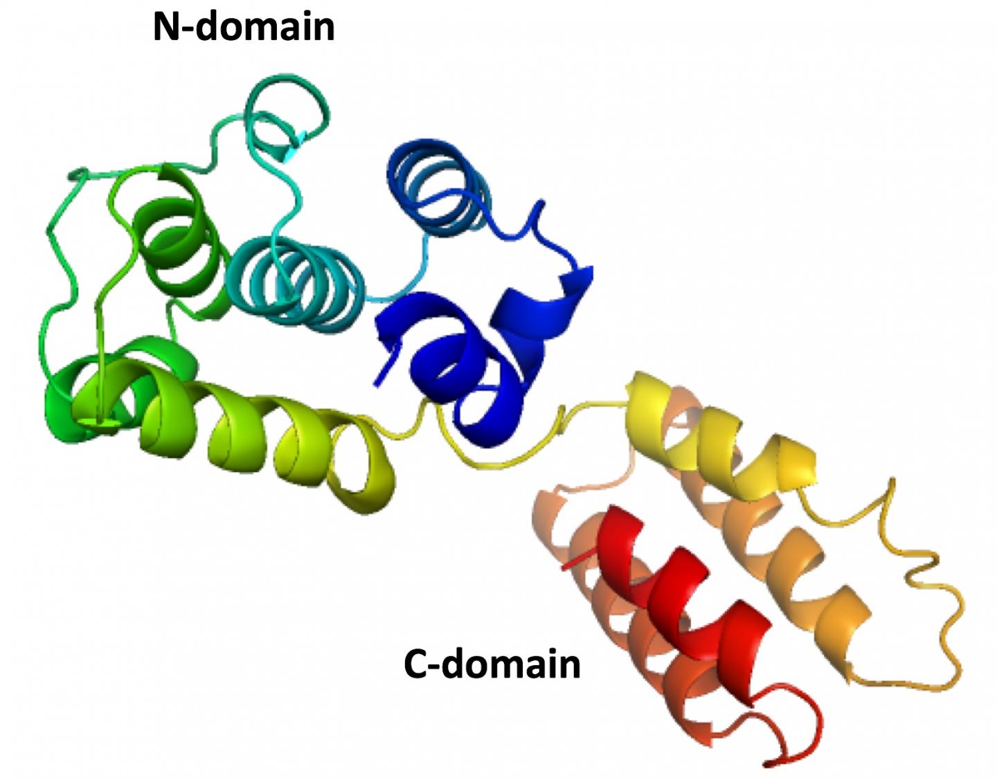 Complete Structure of M1 Prote [IMAGE] | EurekAlert! Science News Releases