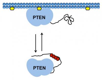 Active and Inactive PTEN [IMAGE] | EurekAlert! Science News Releases
