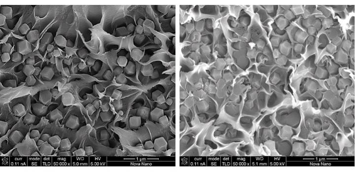 SEM of Porous Material [IMAGE] | EurekAlert! Science News Releases