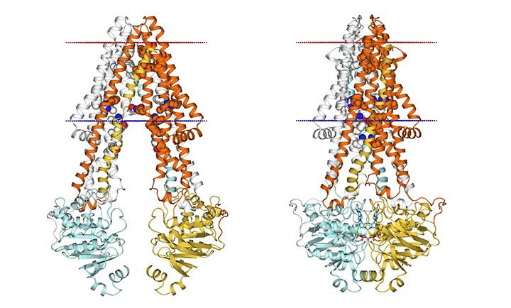 iCeMS Ueda ABCB1 protein squee [IMAGE] | EurekAlert! Science News Releases