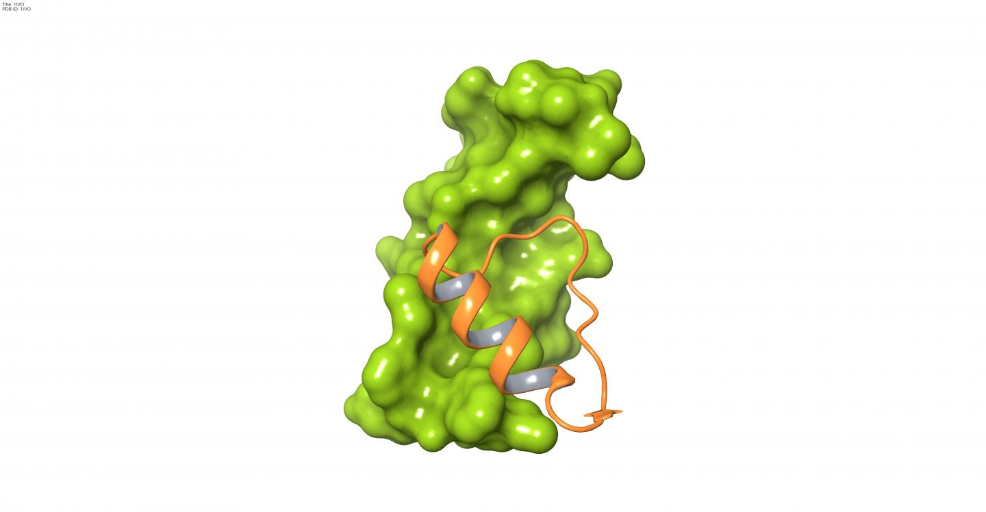 Peptide cp28 [IMAGE] | EurekAlert! Science News Releases