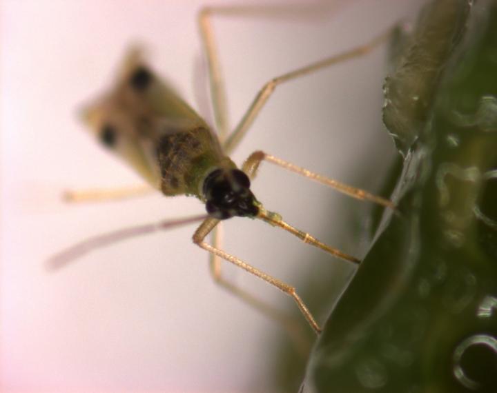 T. notatus [IMAGE] | EurekAlert! Science News Releases