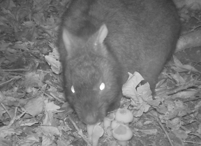 Figure 2. The Amami rabbit Pen [IMAGE] | EurekAlert! Science News Releases