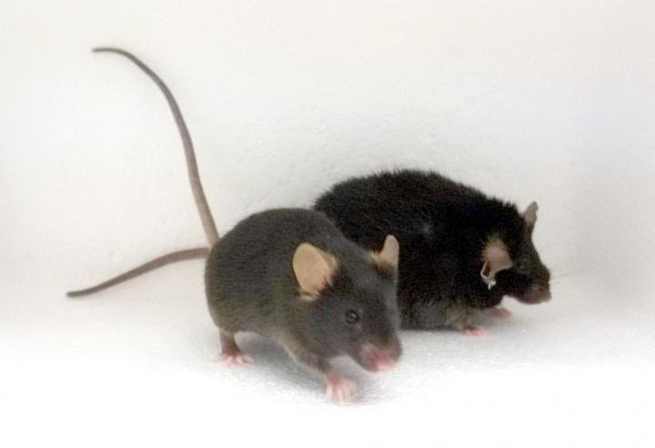 Inactivity in obese mice linked to a decrease | EurekAlert!