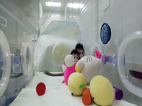 Meet Zhong Zhong and Hua Hua, the first monke | EurekAlert!
