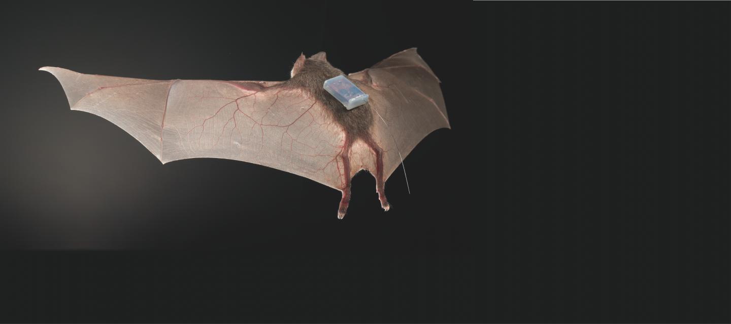 After release into wild, vampire bats keep 'f | EurekAlert!