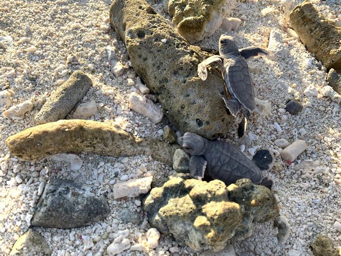 Hatchlings [IMAGE] | EurekAlert! Science News Releases