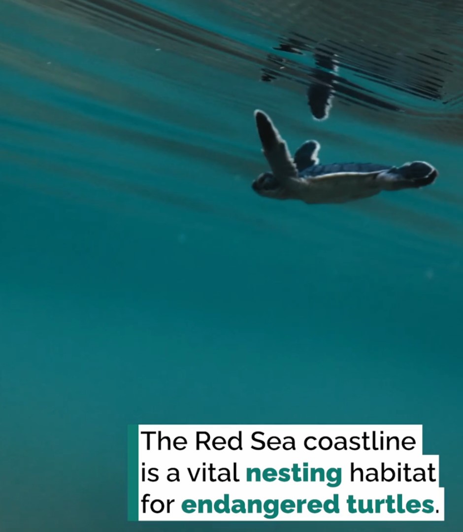 Tracking turtle nesting grounds | EurekAlert!