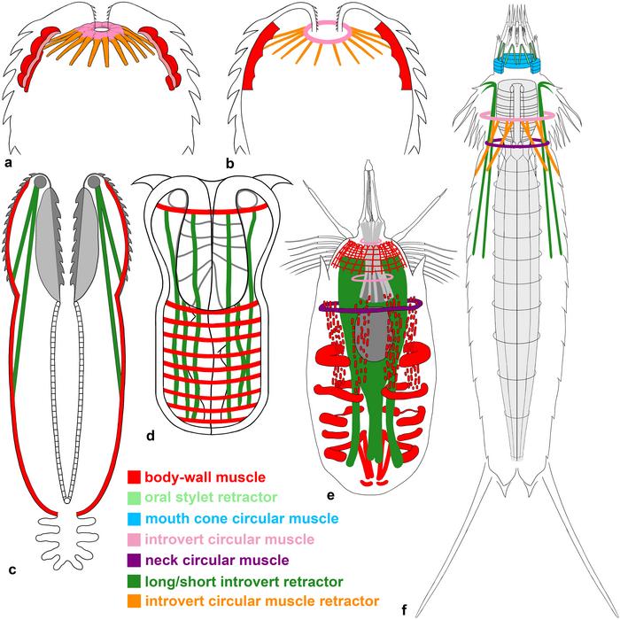 Schematic representation of sc [IMAGE] | EurekAlert! Science News Releases