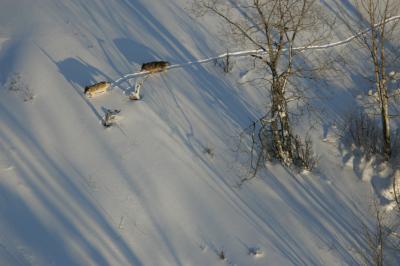 Wolves on Isle Royale [IMAGE] | EurekAlert! Science News Releases