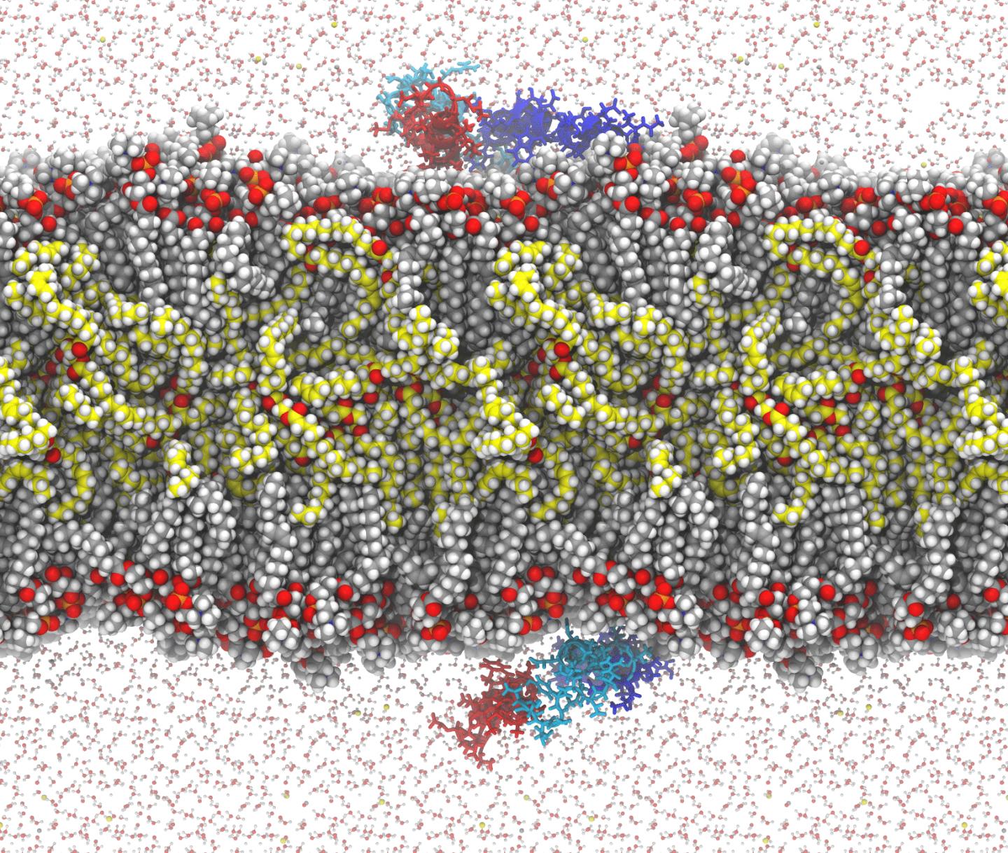 Peptide Therapy Safely Lowers Blood Triglycer | EurekAlert!