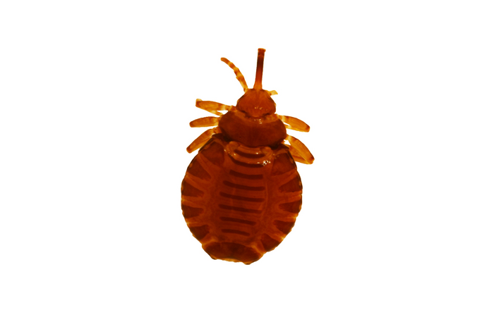 Elephant Louse [IMAGE] | EurekAlert! Science News Releases