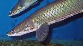 Piranha vs. Arapaima: Engineers find inspirat | EurekAlert!