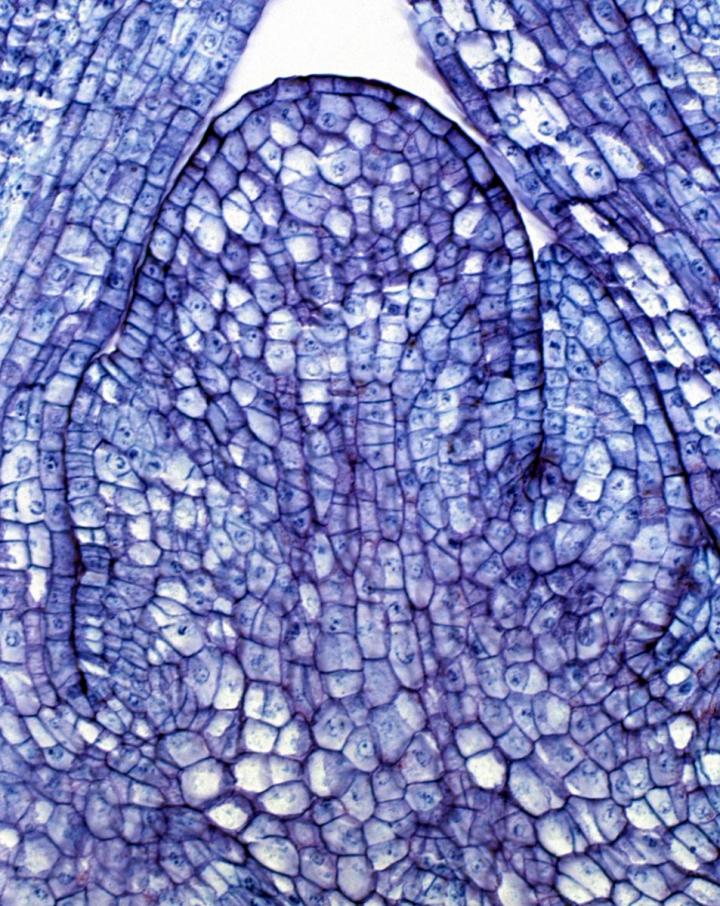 Plant biologist to use NSF grant for maize de | EurekAlert!