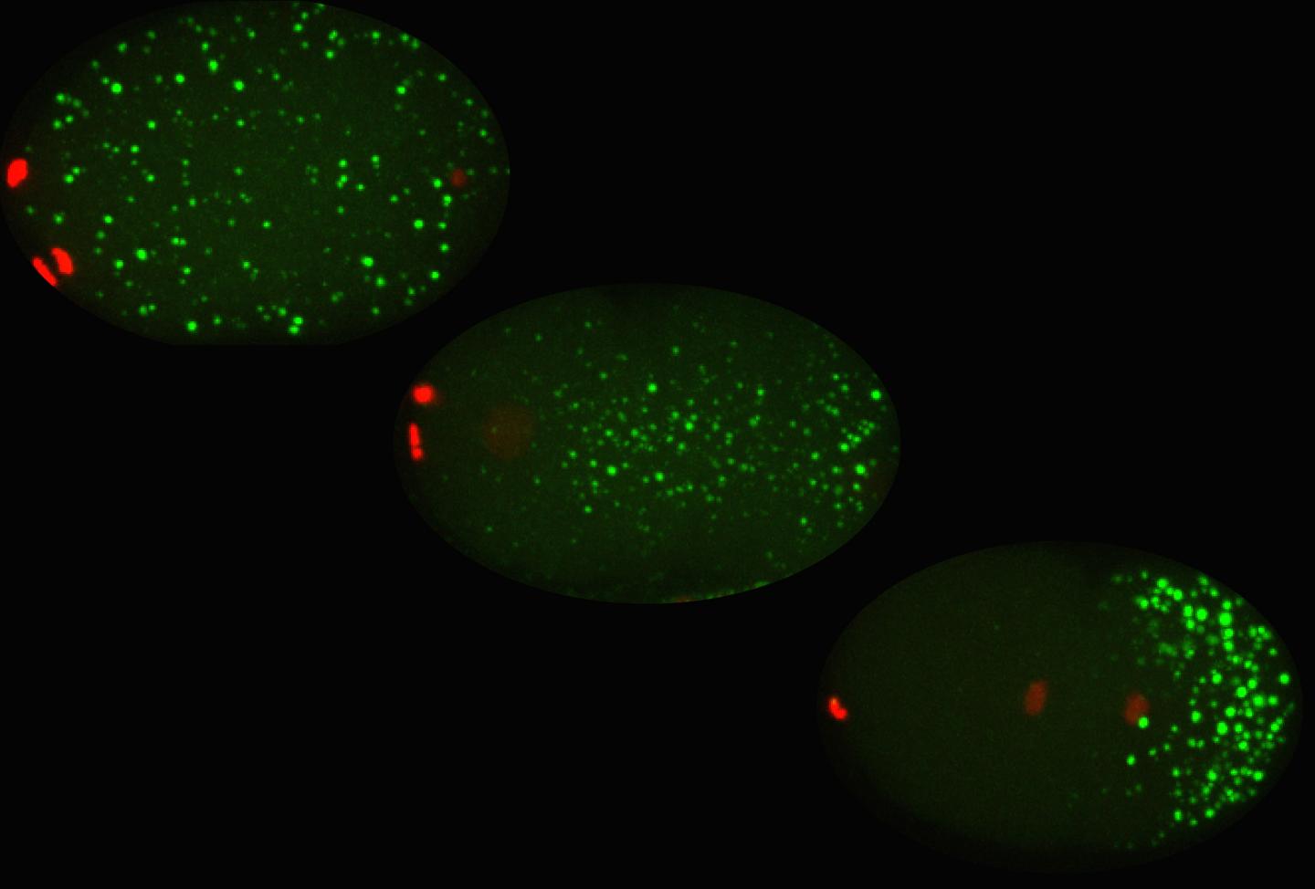 RNA Granules [IMAGE] | EurekAlert! Science News Releases