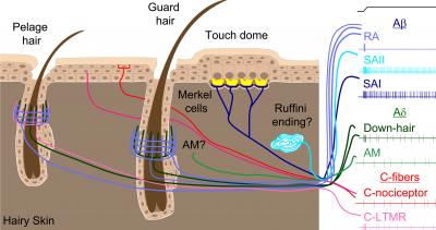 New perspectives on sensory mechanisms | EurekAlert!