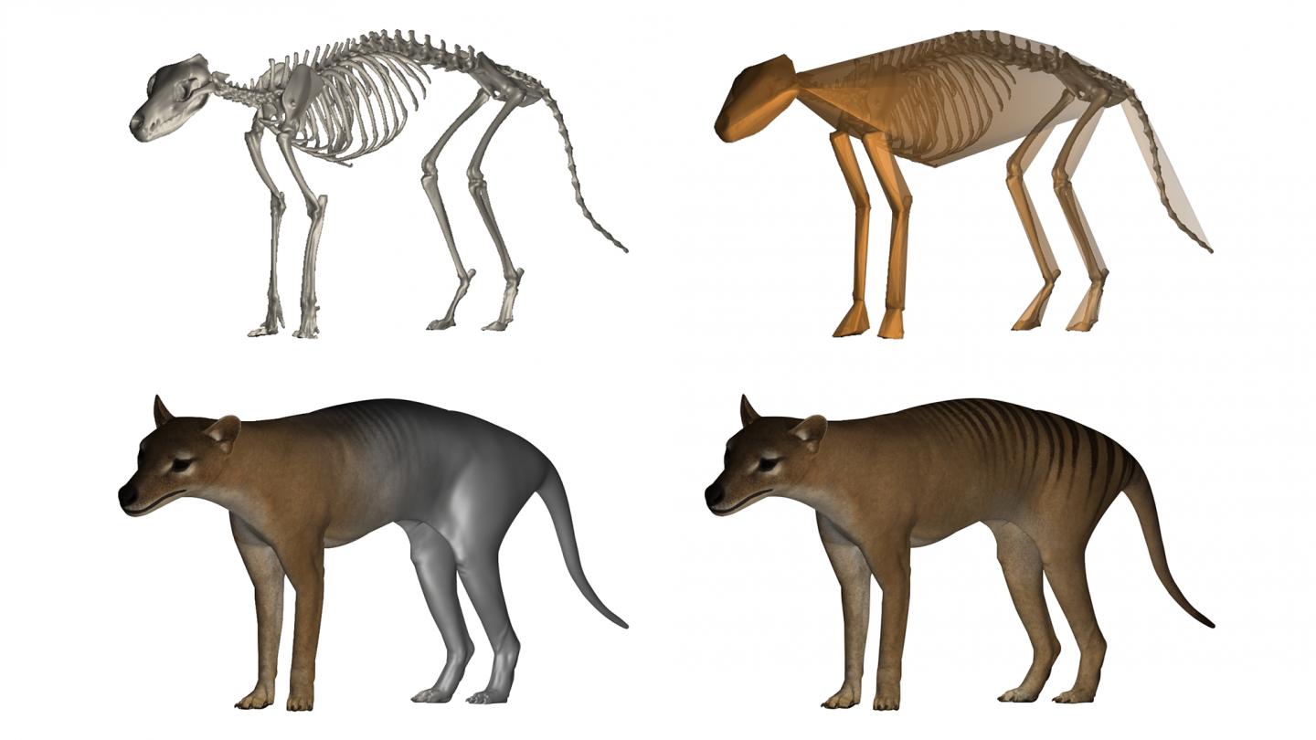 Thylacine Mesh Model [IMAGE] | EurekAlert! Science News Releases