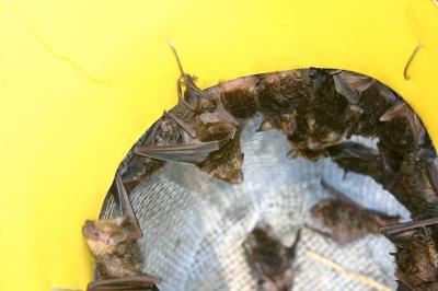 Rabies Virus a Short-Distance Jumper in Bats | EurekAlert!