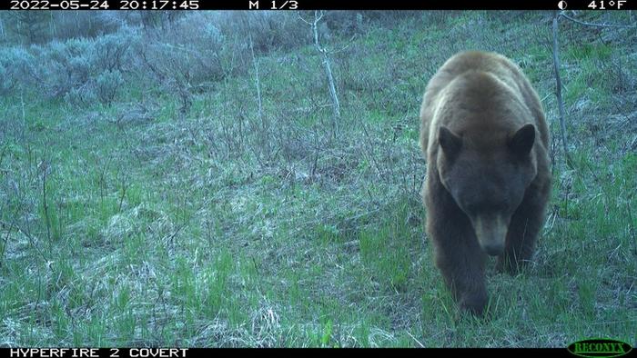 Bear captured in wildlife came [IMAGE] | EurekAlert! Science News Releases