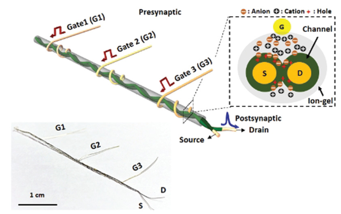Illustration of the device arc [IMAGE] | EurekAlert! Science News Releases