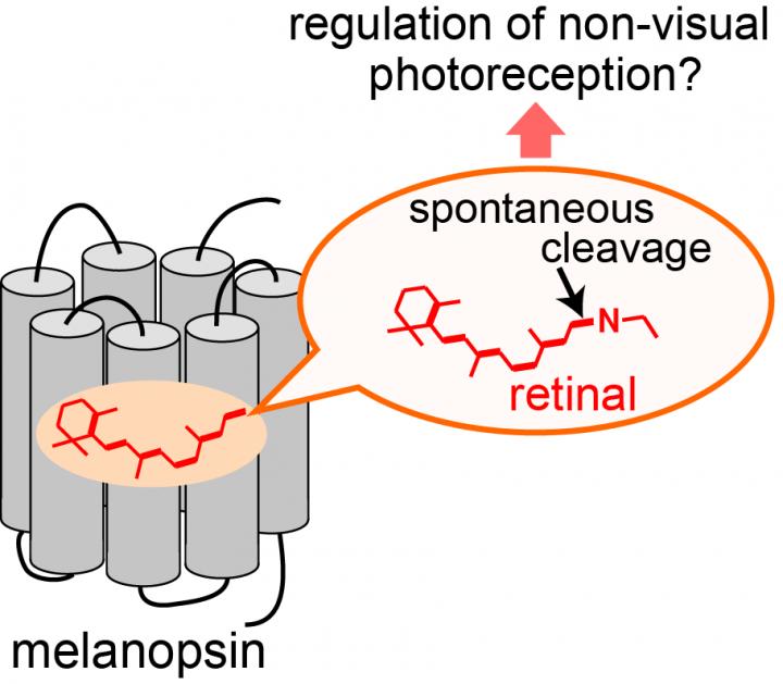 Melanopsin Spontaneously Relea [IMAGE] | EurekAlert! Science News Releases