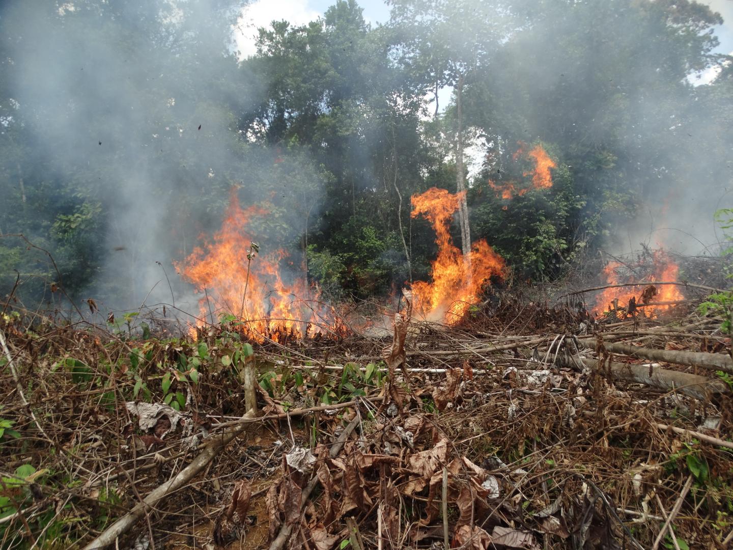 Colombia tropical forest fires spike after 20 | EurekAlert!