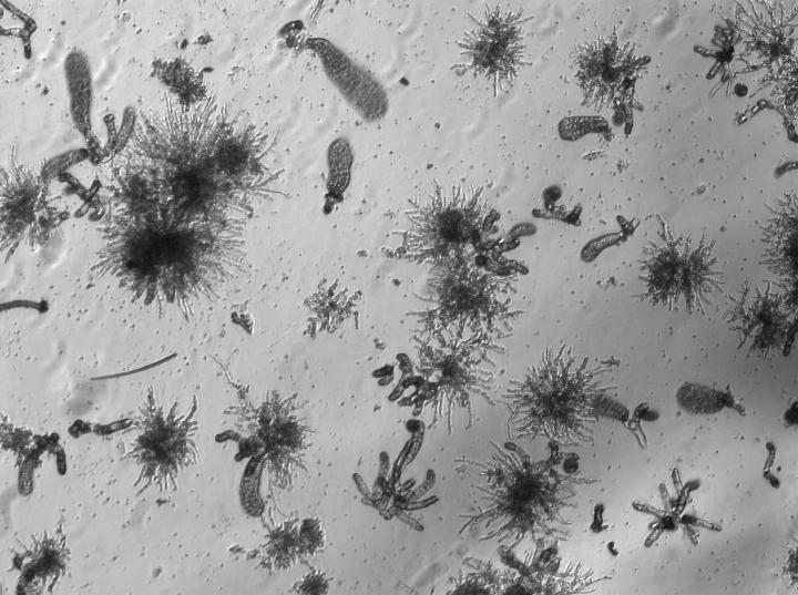 Young Giant Kelp Under Microsc [IMAGE] | EurekAlert! Science News Releases