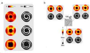 Experimentally observed vortex [IMAGE] | EurekAlert! Science News Releases
