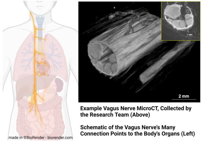 Vagus nerve [IMAGE] | EurekAlert! Science News Releases