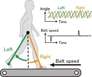 Walking in lockstep | EurekAlert!