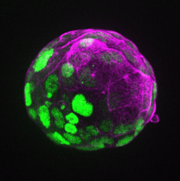 An axis of protein expression [IMAGE] | EurekAlert! Science News Releases