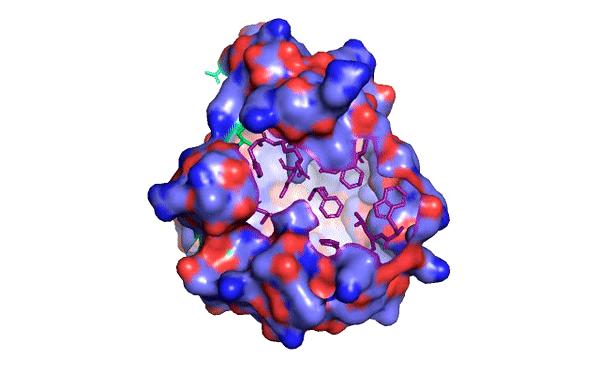 Rotating Image of Liver Protei [IMAGE] | EurekAlert! Science News Releases