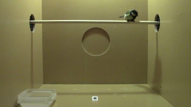 Birds learn from each other's 'disgust,' enab | EurekAlert!