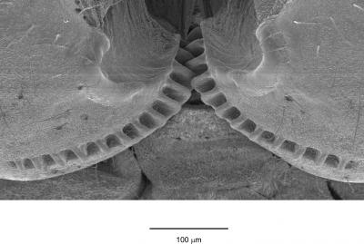 Mechanical Gears 'Invented' by Insects (4 of | EurekAlert!